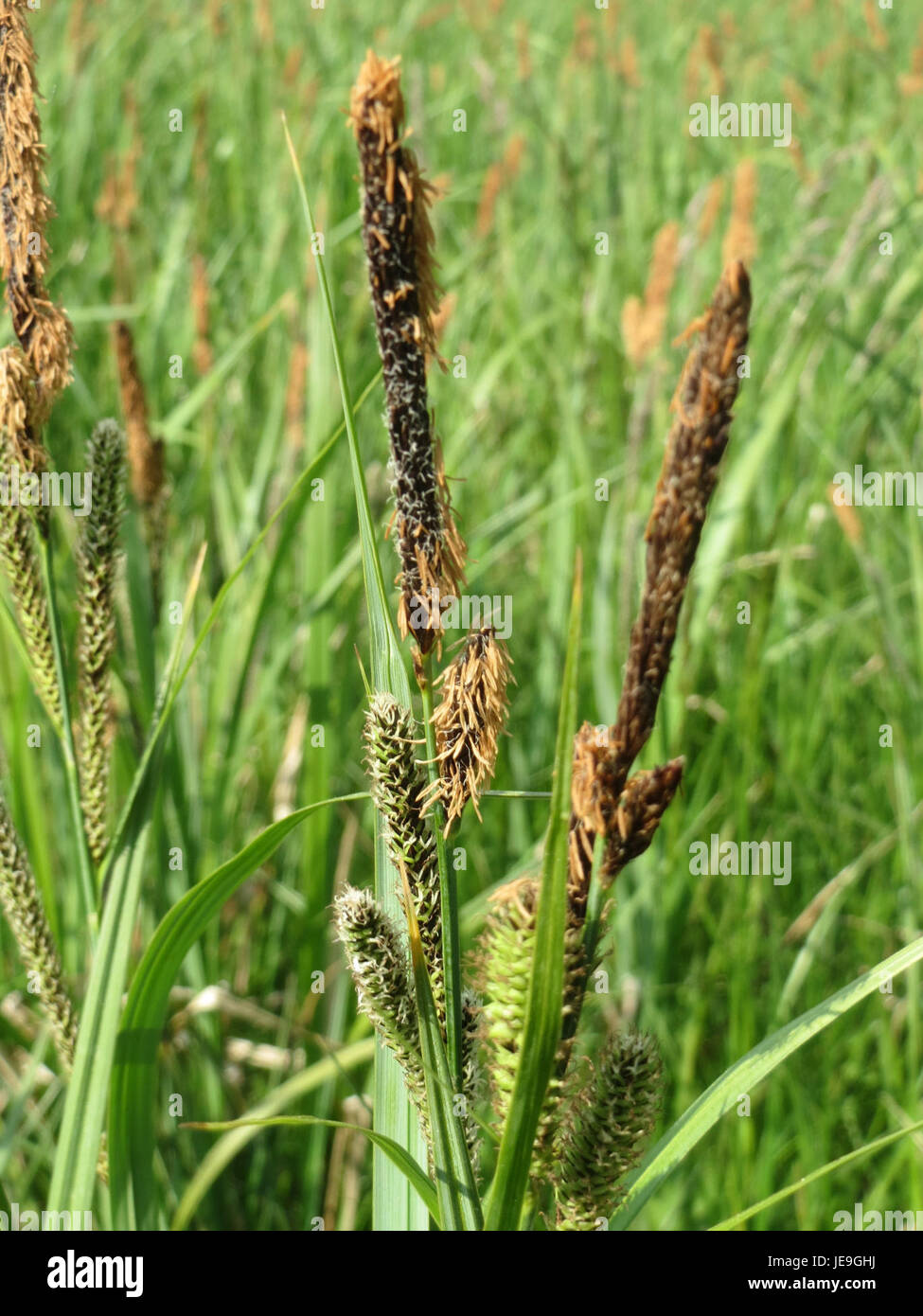 Carex acutiformis is a species of sedge commonly found in wetland ...