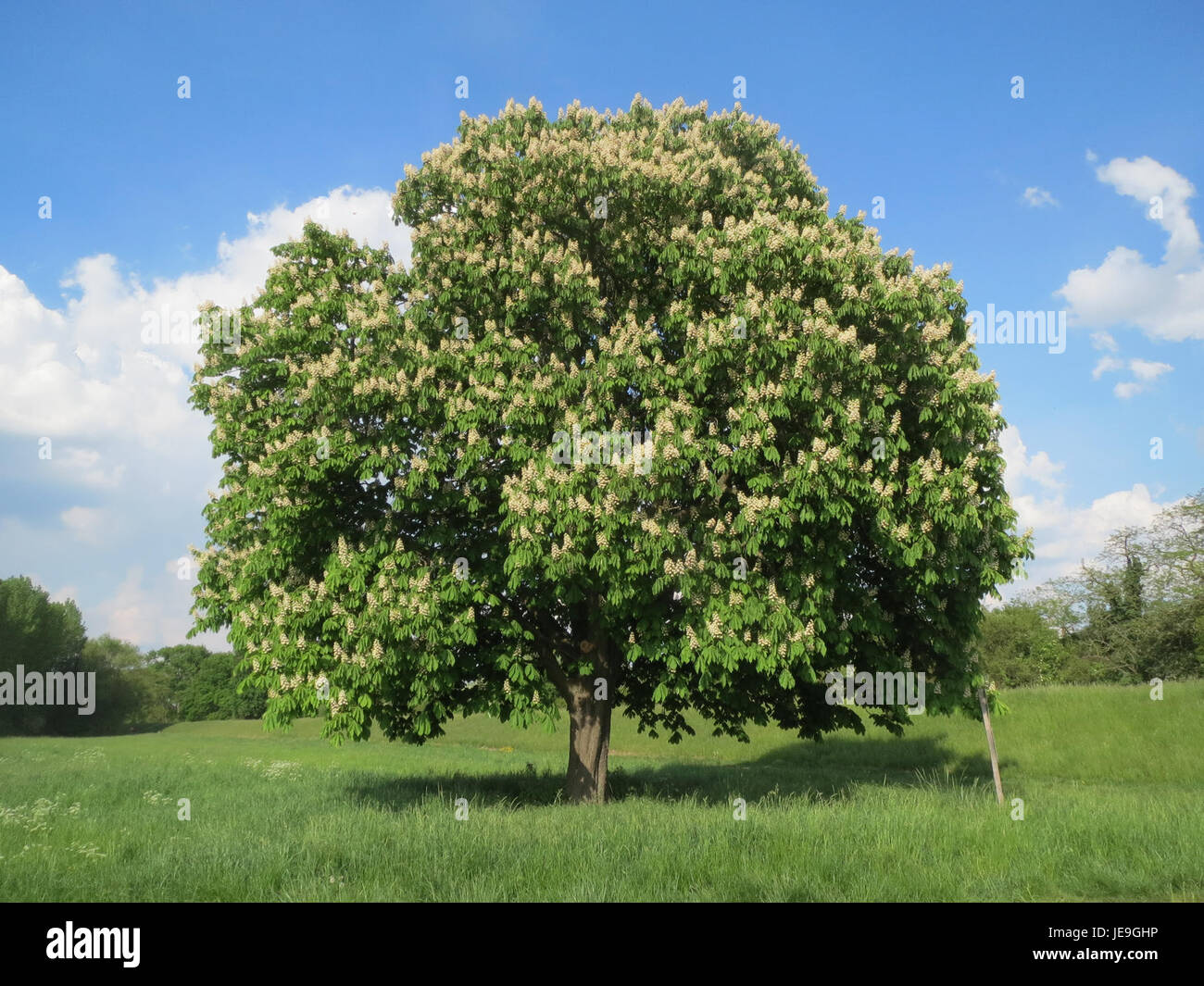 Aesculus hippocastanum, commonly known as horse chestnut, is a ...