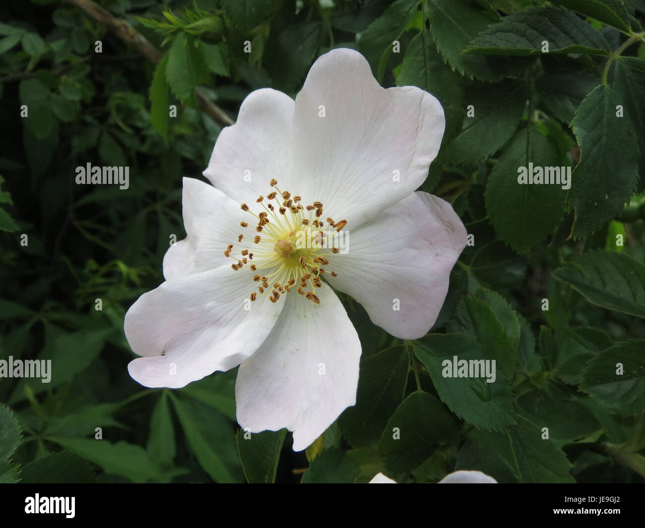 The image features Rosa canina, commonly known as dog rose, a wild rose ...