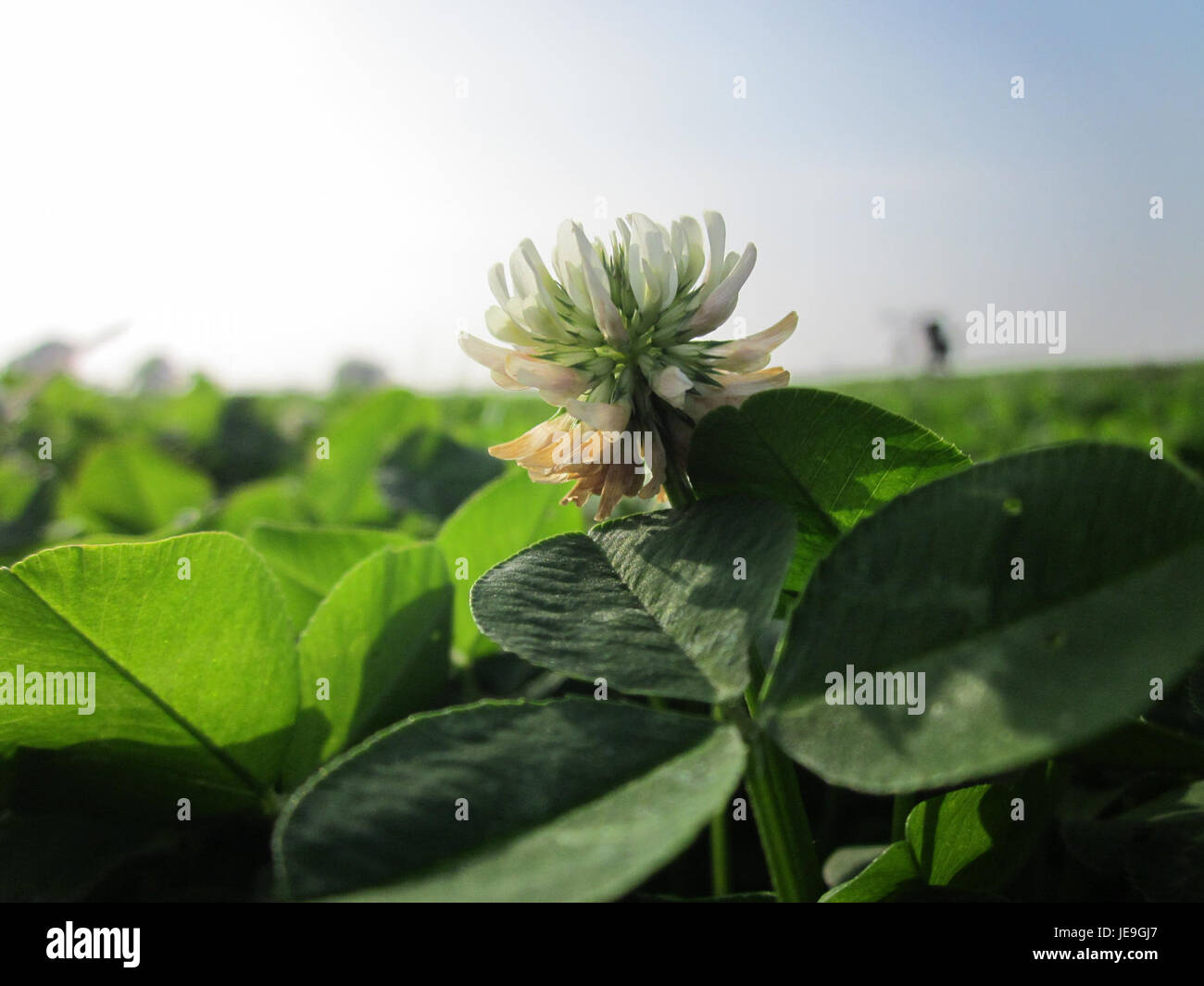 Variety of clover species hi-res stock photography and images - Alamy