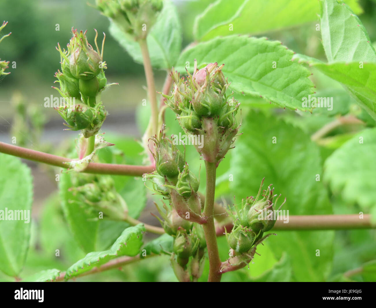 Rosa multiflora, commonly known as multiflora rose, is a fast-growing ...