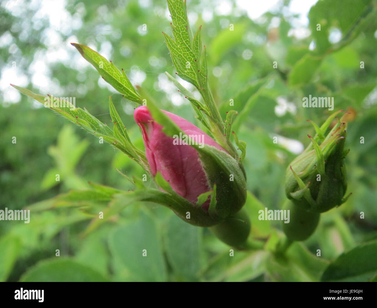 Rosa canina, commonly known as dog rose, is a species of wild rose ...