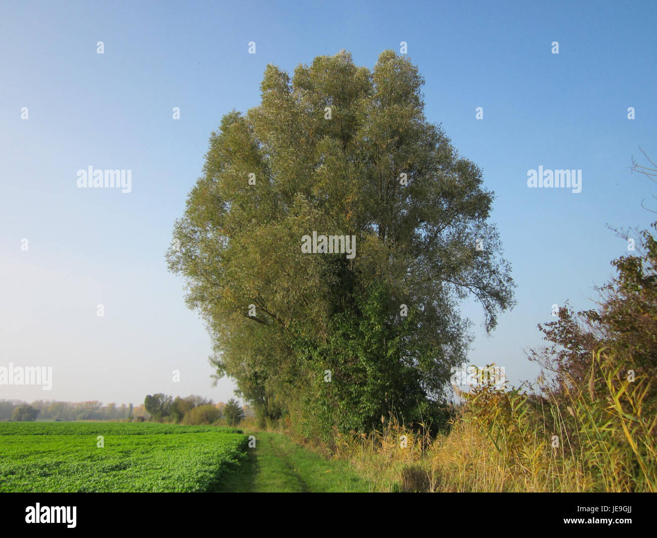The Hockenheimer Rheinbogen is a scenic area along the Rhine River near ...