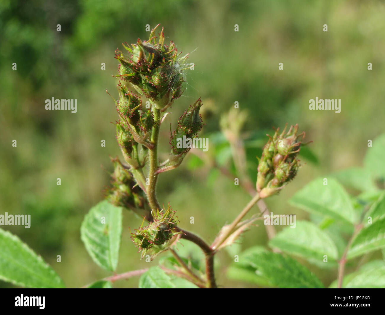 Rosa multiflora, commonly known as multiflora rose, is a species of ...