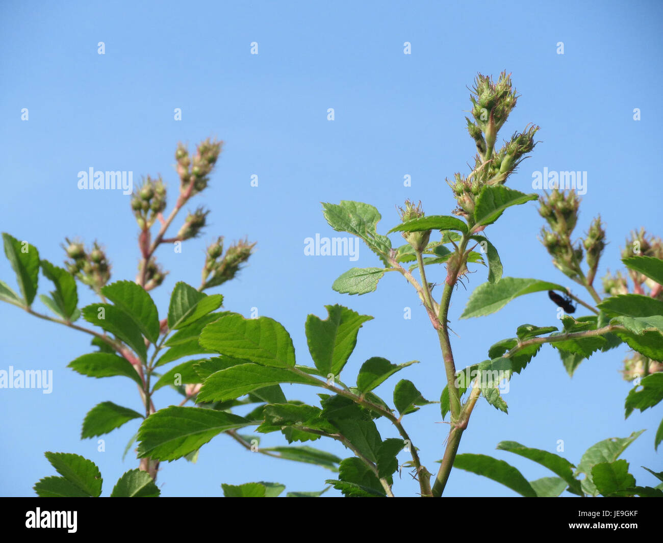 Rosa multiflora, commonly known as multiflora rose, is a vigorous, fast ...