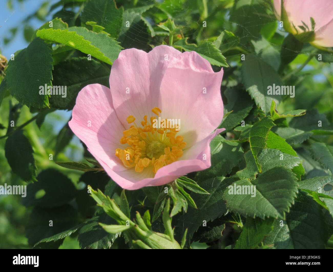 Rosa canina known dog hi-res stock photography and images - Alamy