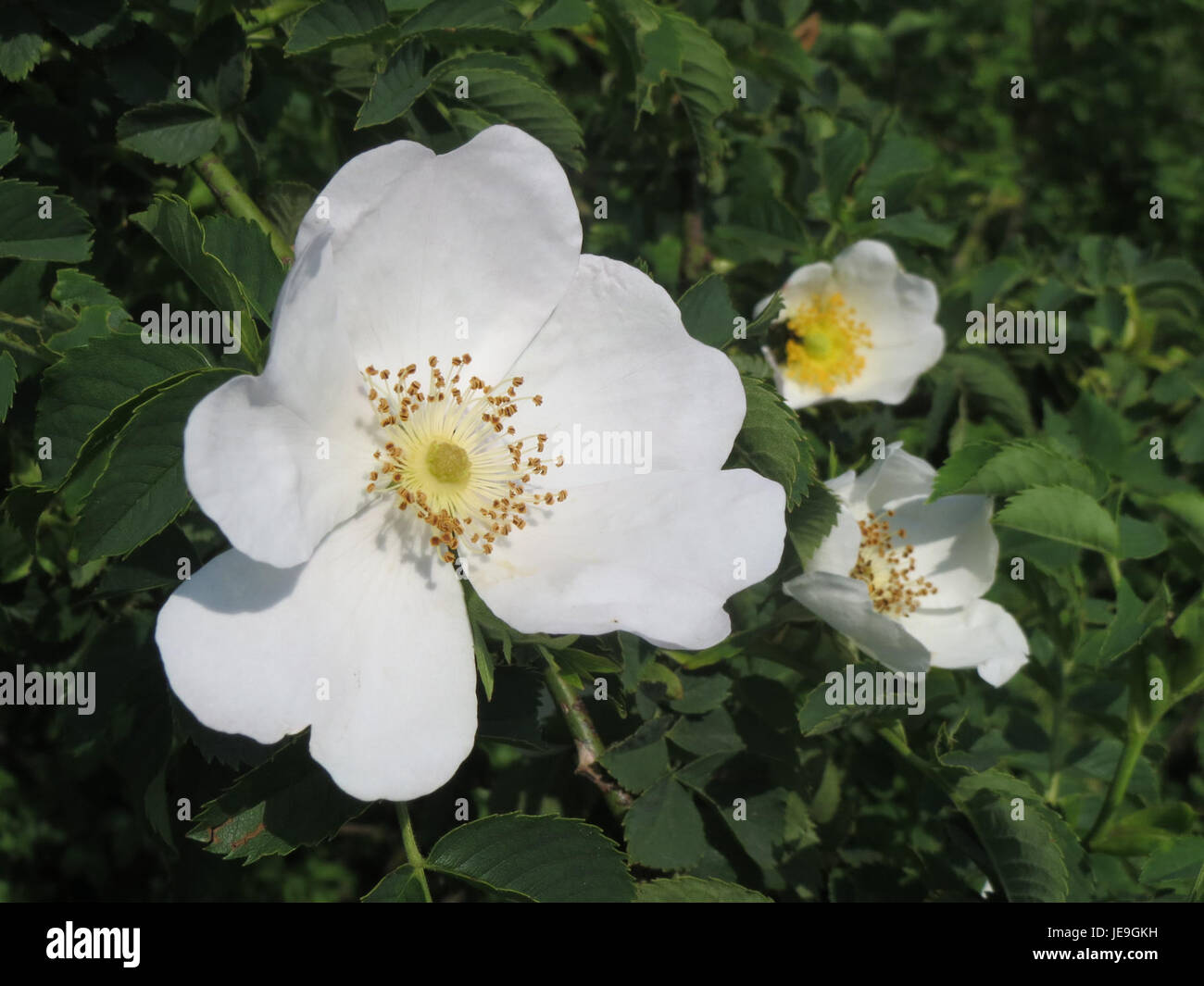 The image features Rosa canina, commonly known as the dog rose, a ...