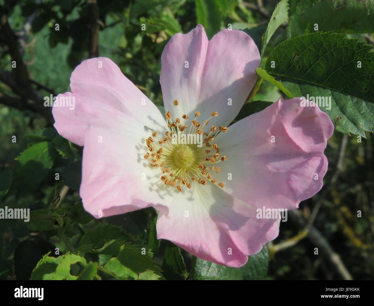 Rosa canina, commonly known as the dog rose, is a wild rose species ...