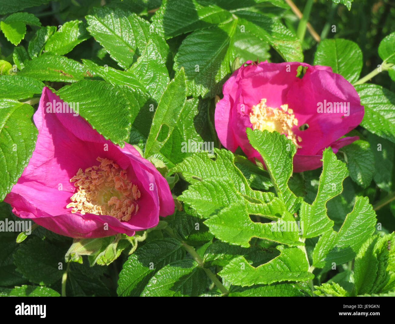Image of Rosa rugosa, commonly known as rugosa rose, captured on April ...