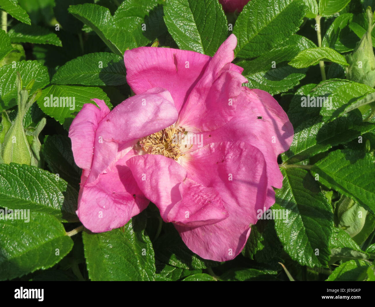 Rosa rugosa, commonly known as rugosa rose, is a hardy shrub native to ...