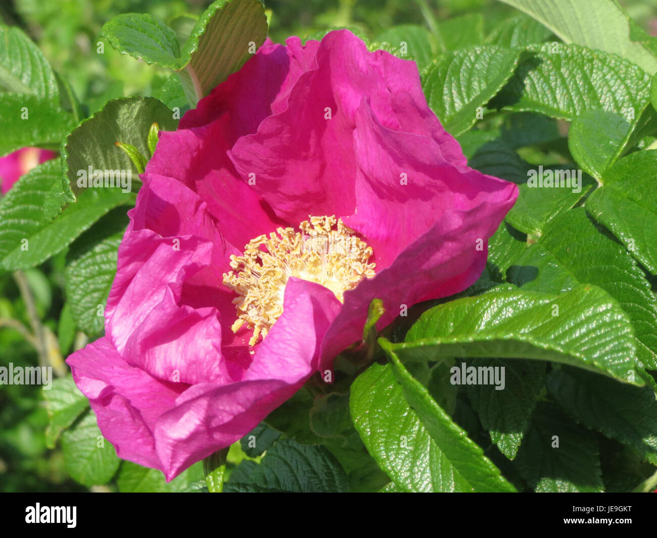 Rosa rugosa, commonly known as rugosa rose, is a hardy shrub native to ...