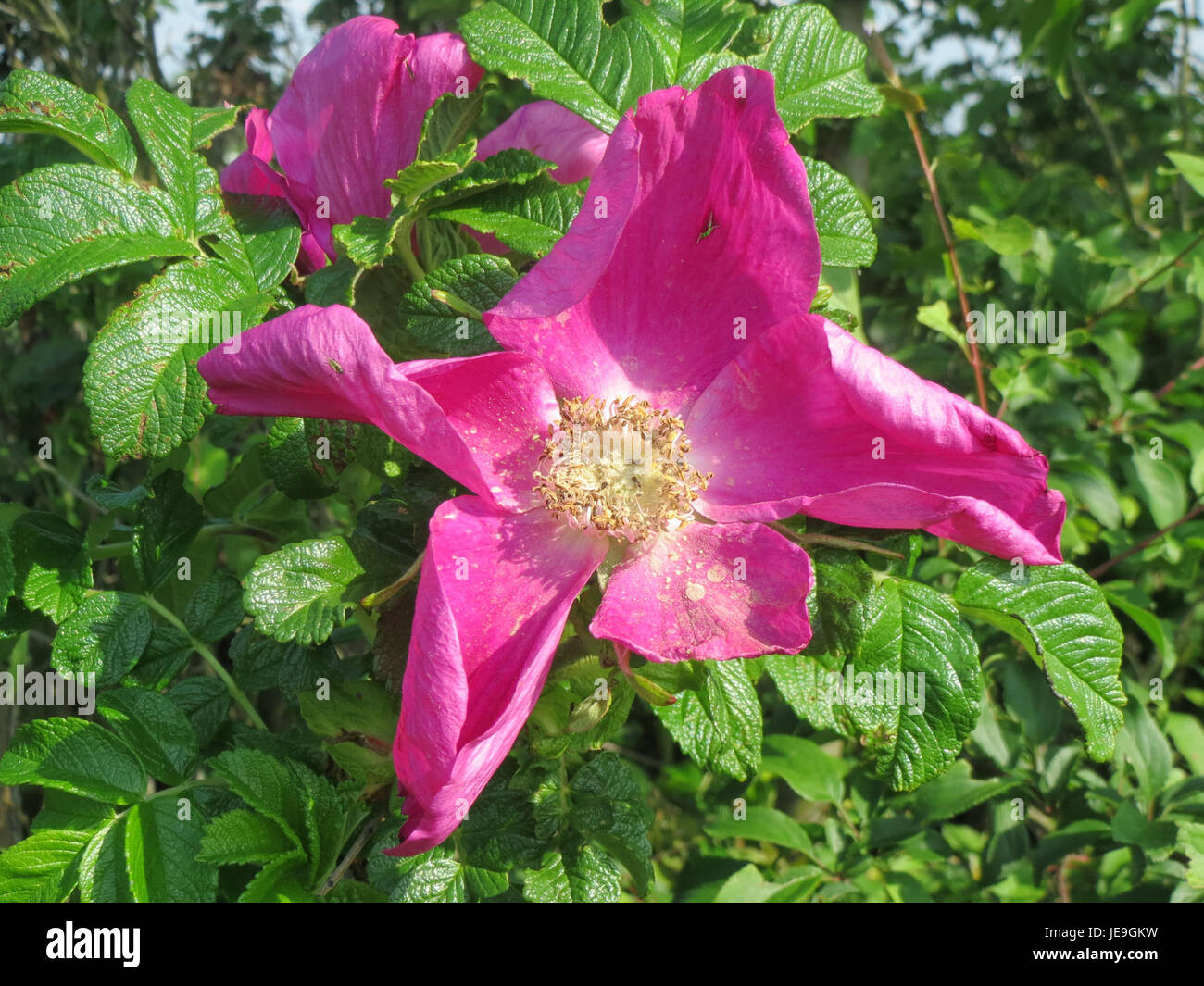 Rosa rugosa, also known as the rugosa rose, is a species of rose native ...