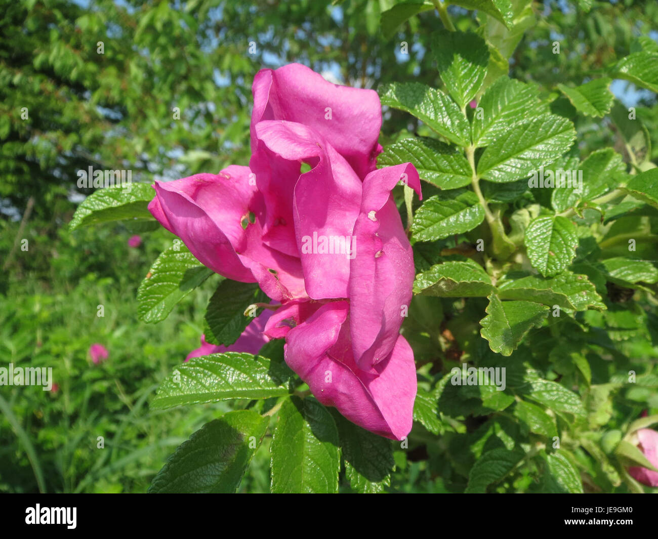 A photograph of Rosa rugosa, a species of rose native to East Asia ...