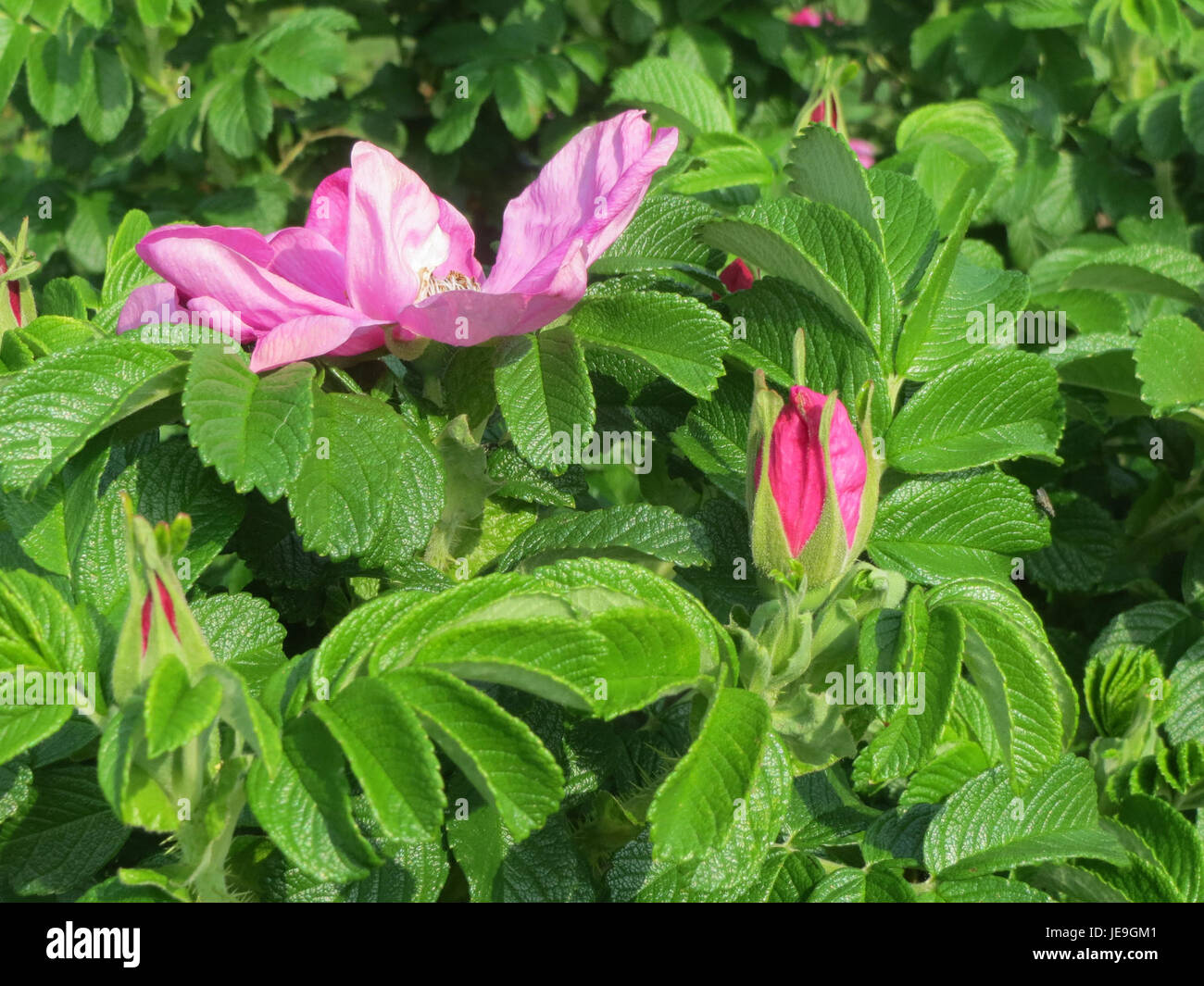 Rosa rugosa, also known as rugosa rose, is a hardy shrub native to East ...