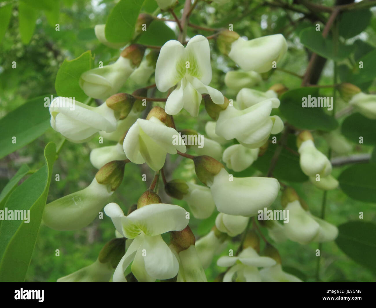Robinia pseudoacacia, commonly known as black locust, is a deciduous ...