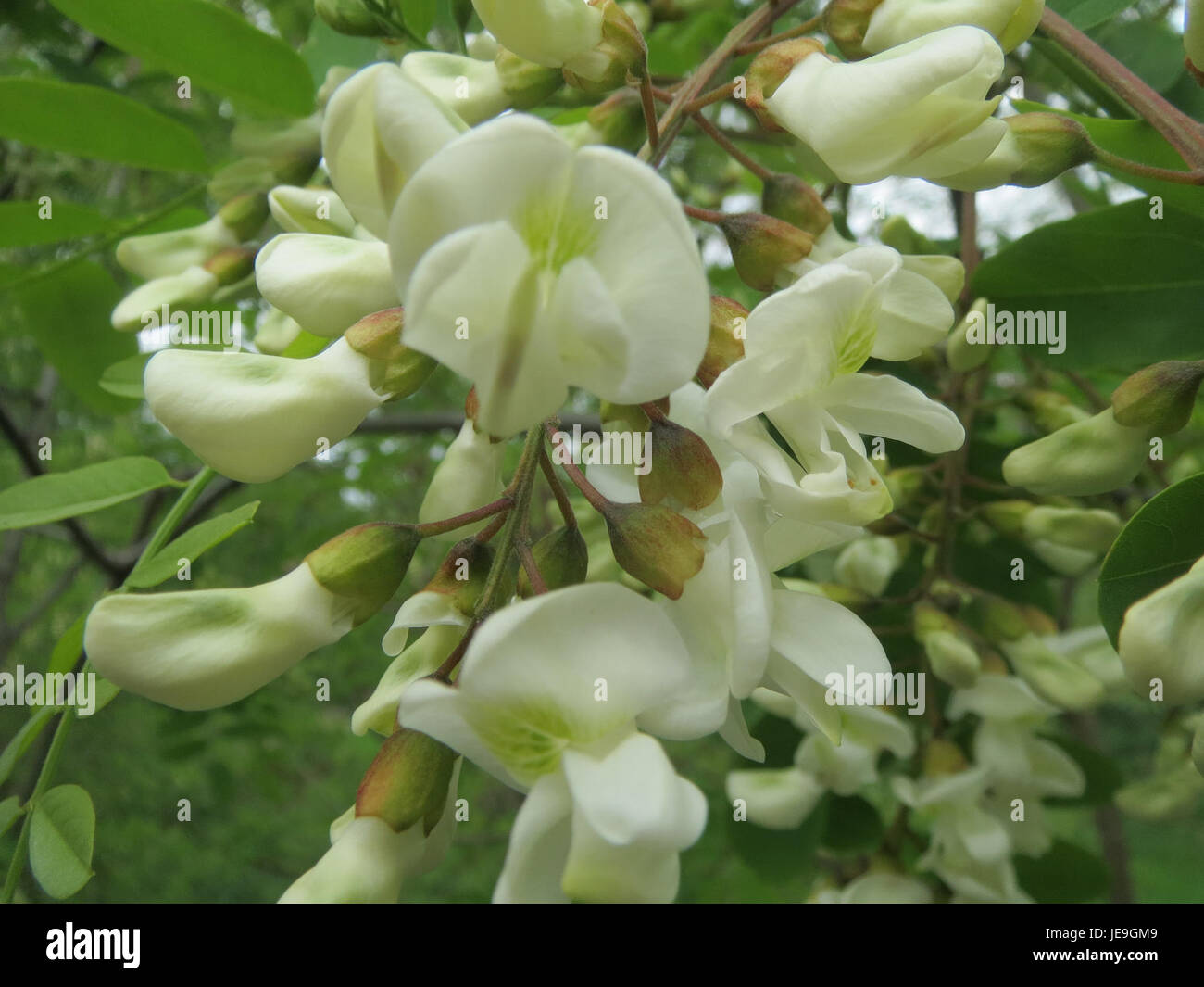 Robinia pseudoacacia, commonly known as black locust, is a deciduous ...