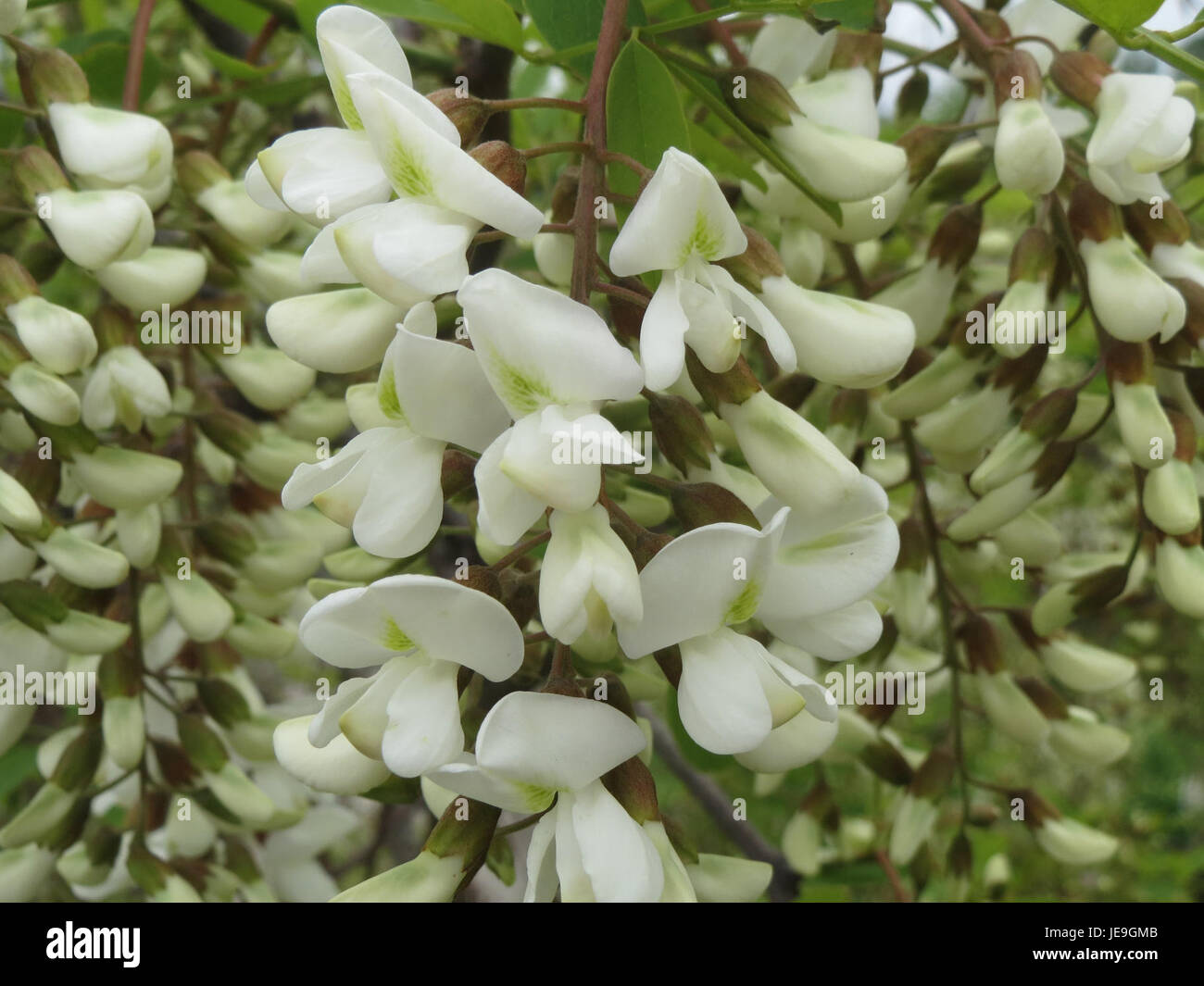 Robinia pseudoacacia, commonly known as black locust, is a deciduous ...