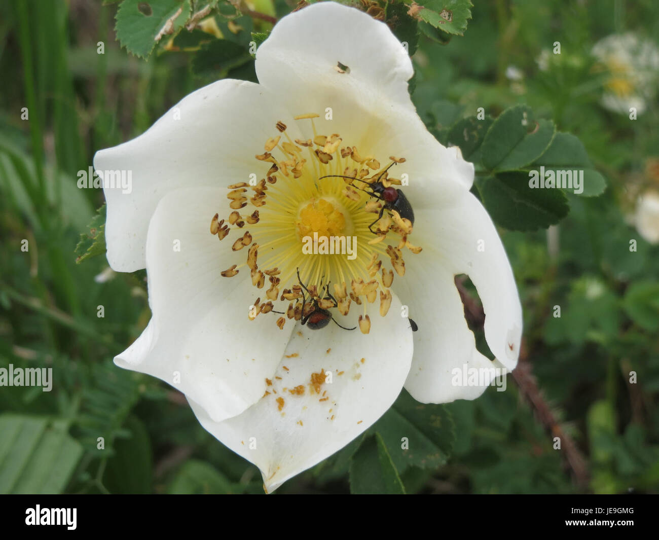 Rosa spinosissima, or the Scotch rose, is a wild rose species found in ...