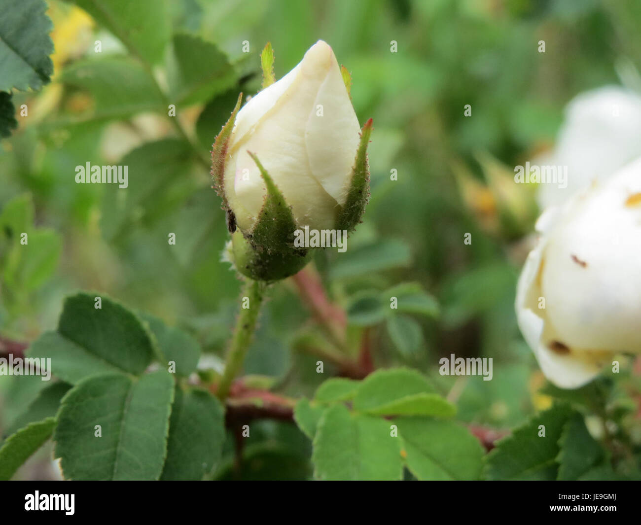 Rosa spinosissima, commonly known as the burnet rose, is a species of ...