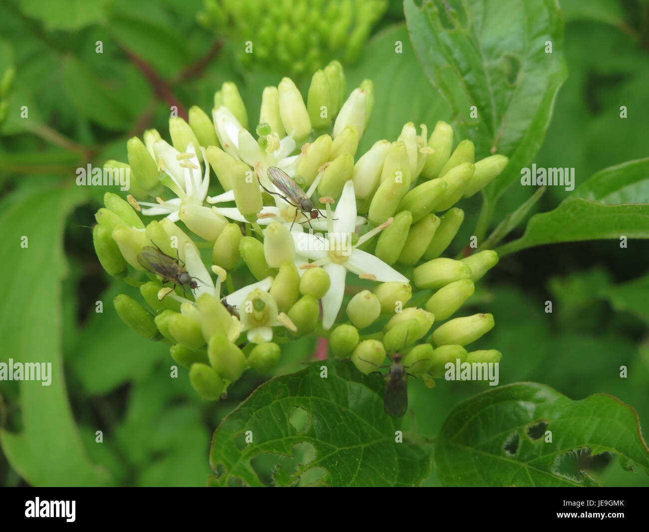 Cornus sanguinea, also known as the bloodtwig dogwood, is a deciduous ...