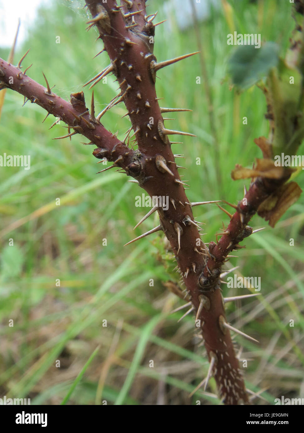 Rosa spinosissima, commonly known as the Scots rose, is a species of ...