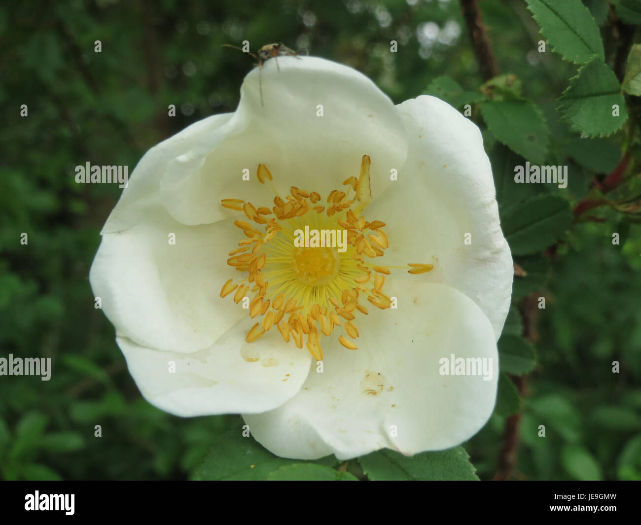 Burnet rose white flowers hi-res stock photography and images - Alamy