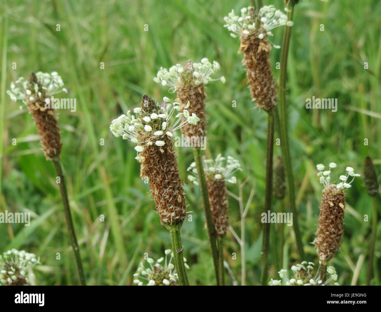 Long lance shaped leaves hi-res stock photography and images - Alamy