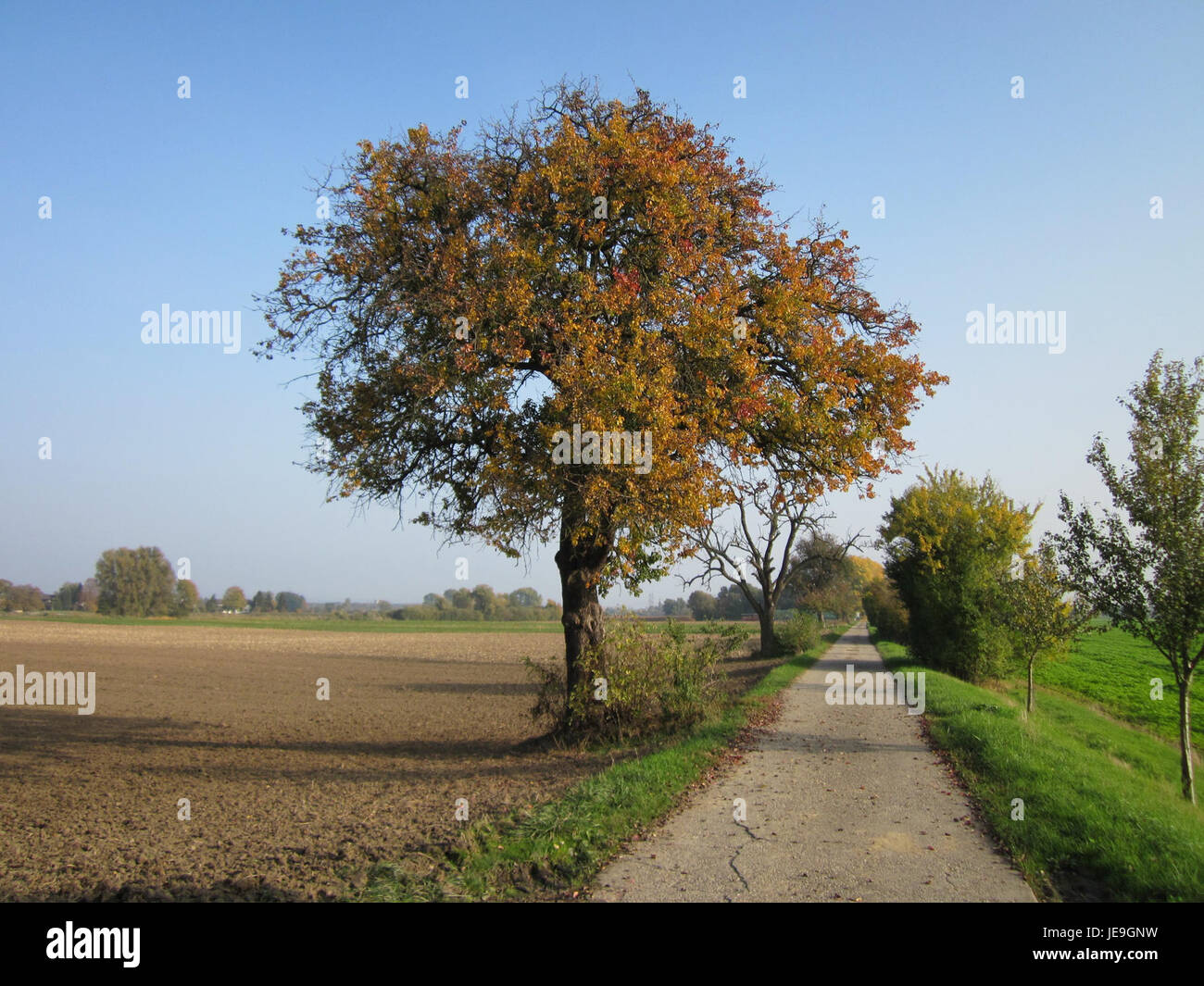 20121023Birne Hockenheimer Rheinbogen2 Stock Photo - Alamy