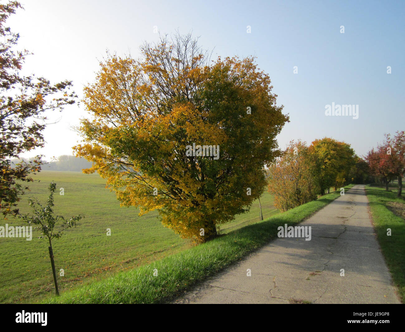 Small deciduous tree in a field hi-res stock photography and images - Alamy