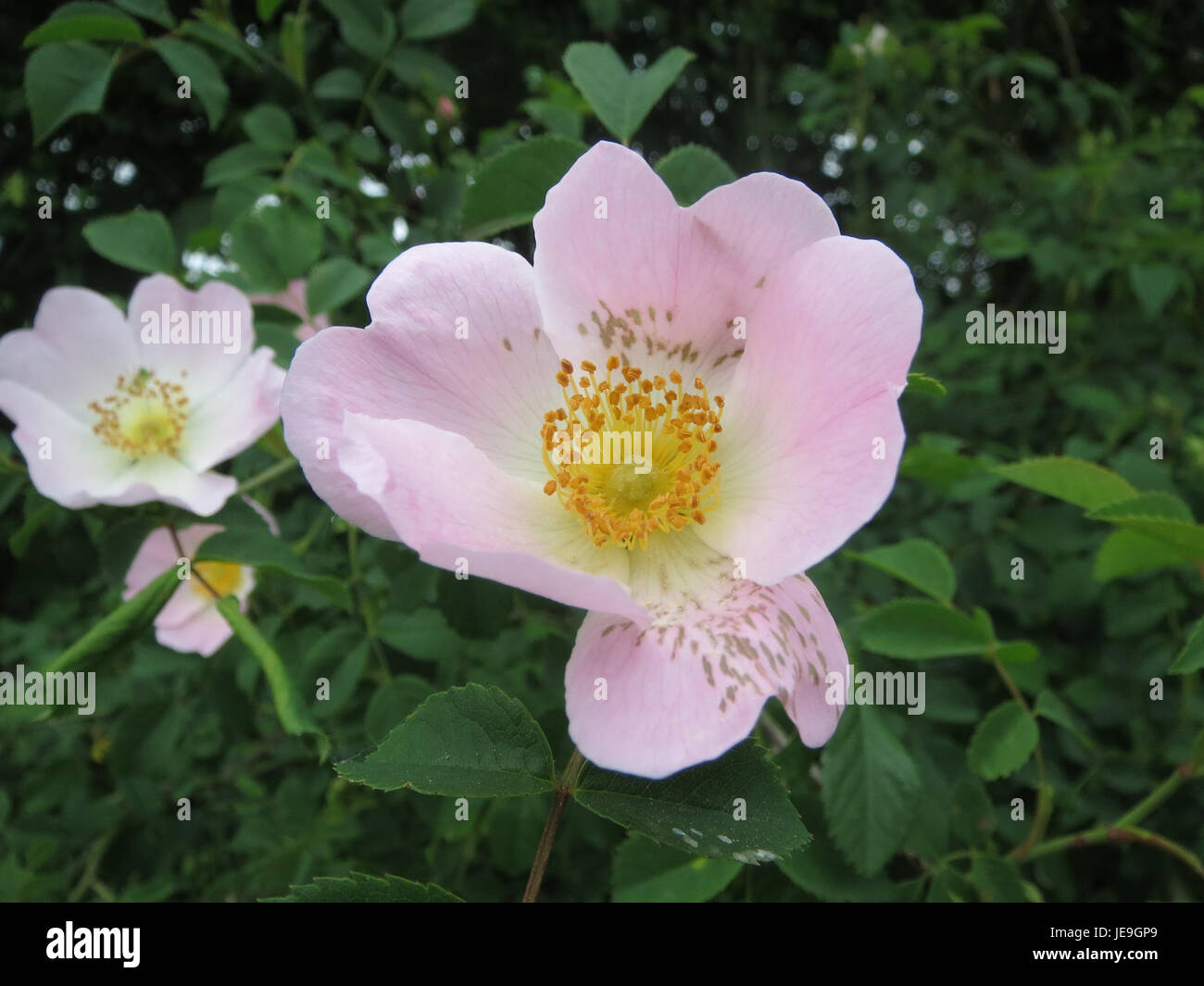 A photograph from April 28, 2014, depicting the Rosa canina species ...