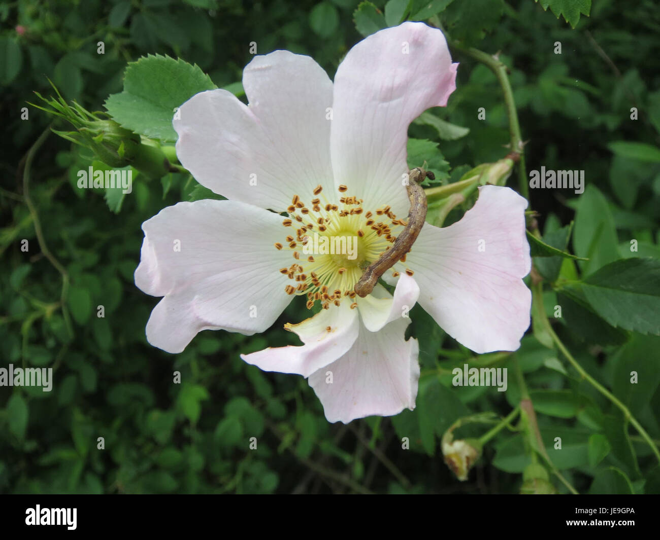 Rosa canina, commonly known as the dog rose, is a species of wild rose ...