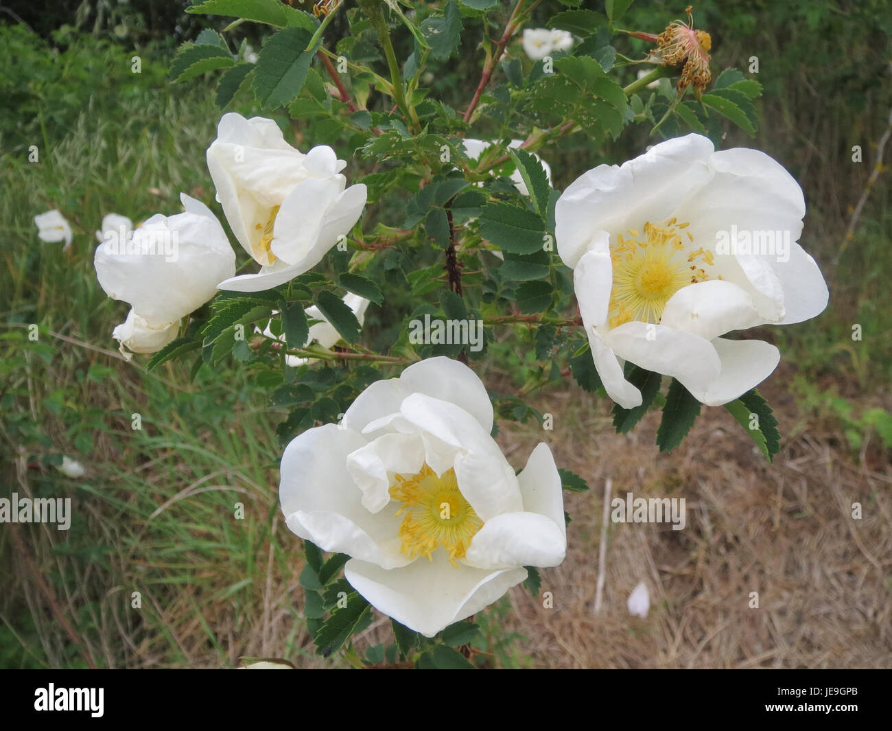 Rosa spinosissima, commonly known as the Scotch rose, is a species of ...
