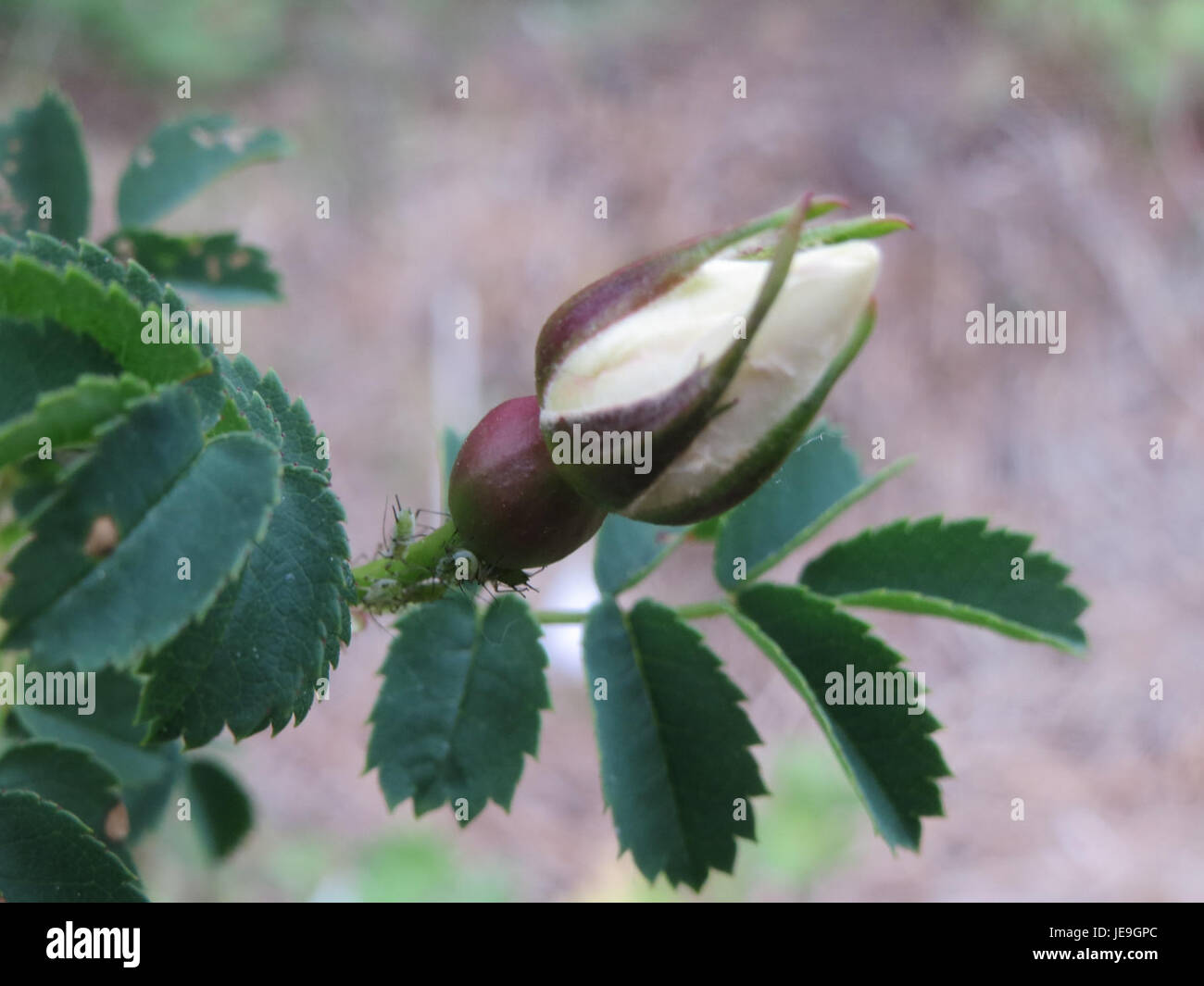 The image features *Rosa spinosissima*, also known as the burnet rose ...