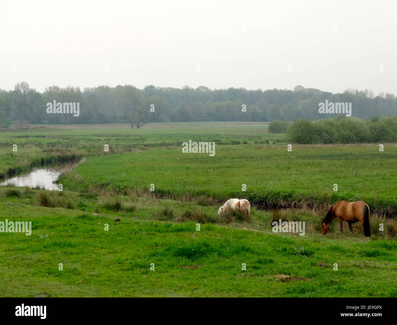 Drentsche hi-res stock photography and images - Alamy
