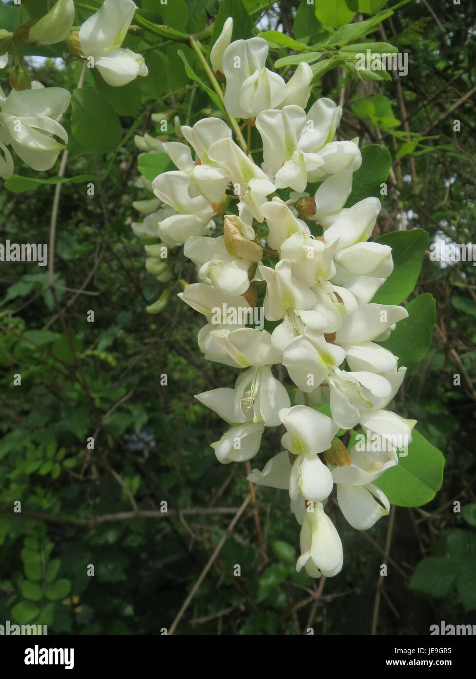 Robinia pseudoacacia, commonly known as black locust, is a fast-growing ...