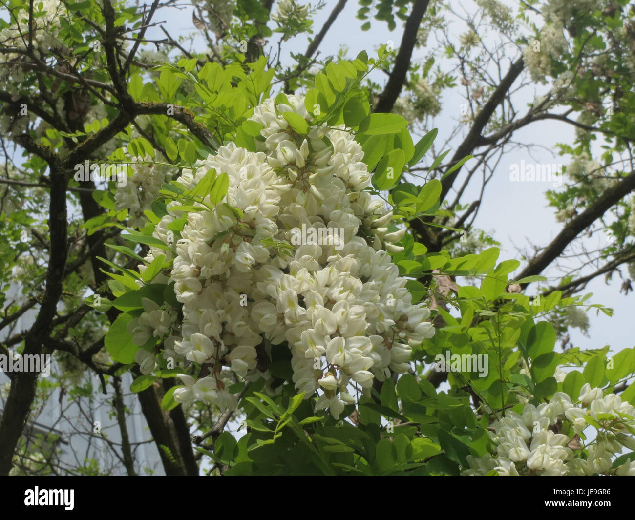 Robinia pseudoacacia, known as black locust, is a deciduous tree ...