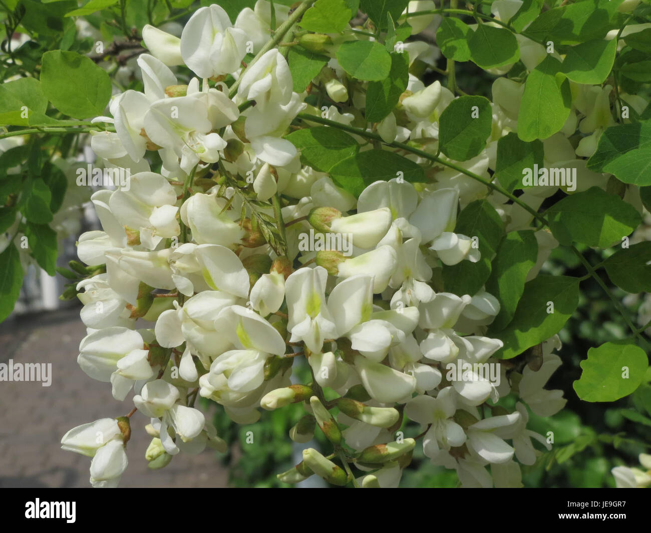 Robinia pseudoacacia, commonly known as black locust, is a deciduous ...