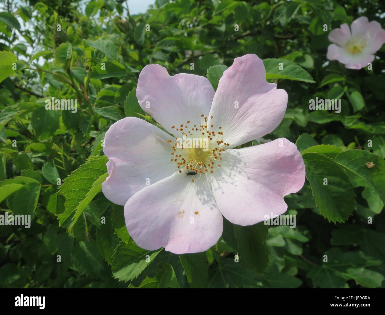 Rosa canina, commonly known as the dog rose, is a deciduous shrub ...