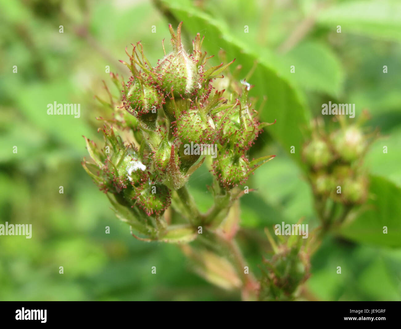 Rosa multiflora, commonly known as multiflora rose, photographed on April 29, 2014. This plant ...