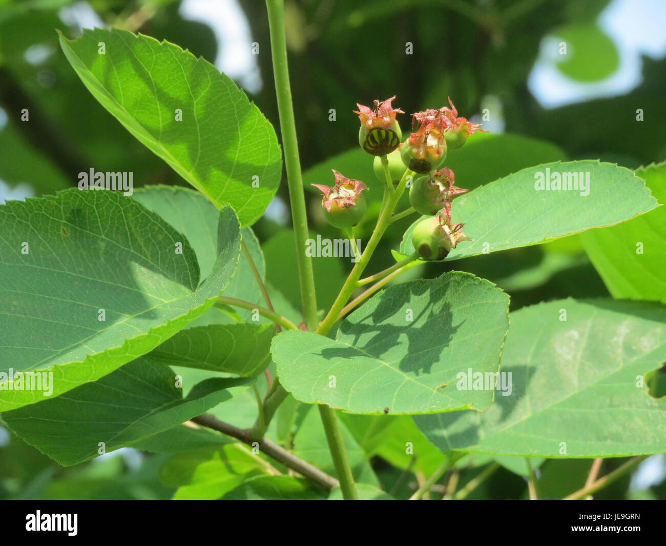 A photo from April 29, 2014, of Reilingen, Germany, showing the local ...