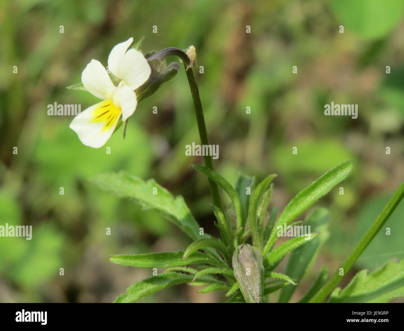 A photograph of *Viola arvensis*, also known as field pansy, captured ...