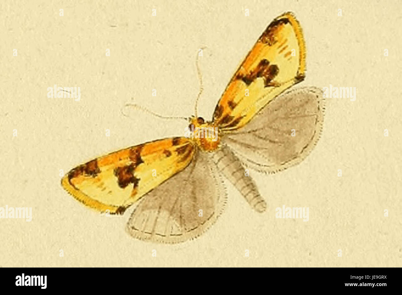 Family of the crambidae hi-res stock photography and images - Alamy