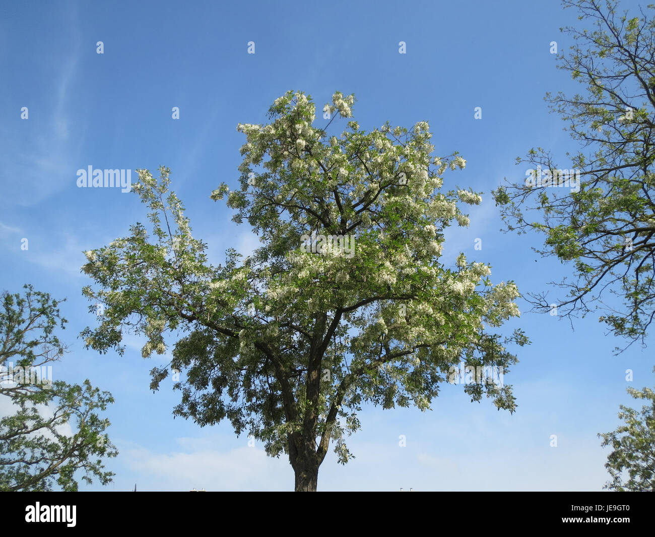 This photograph from April 30, 2014, shows Robinia pseudoacacia ...