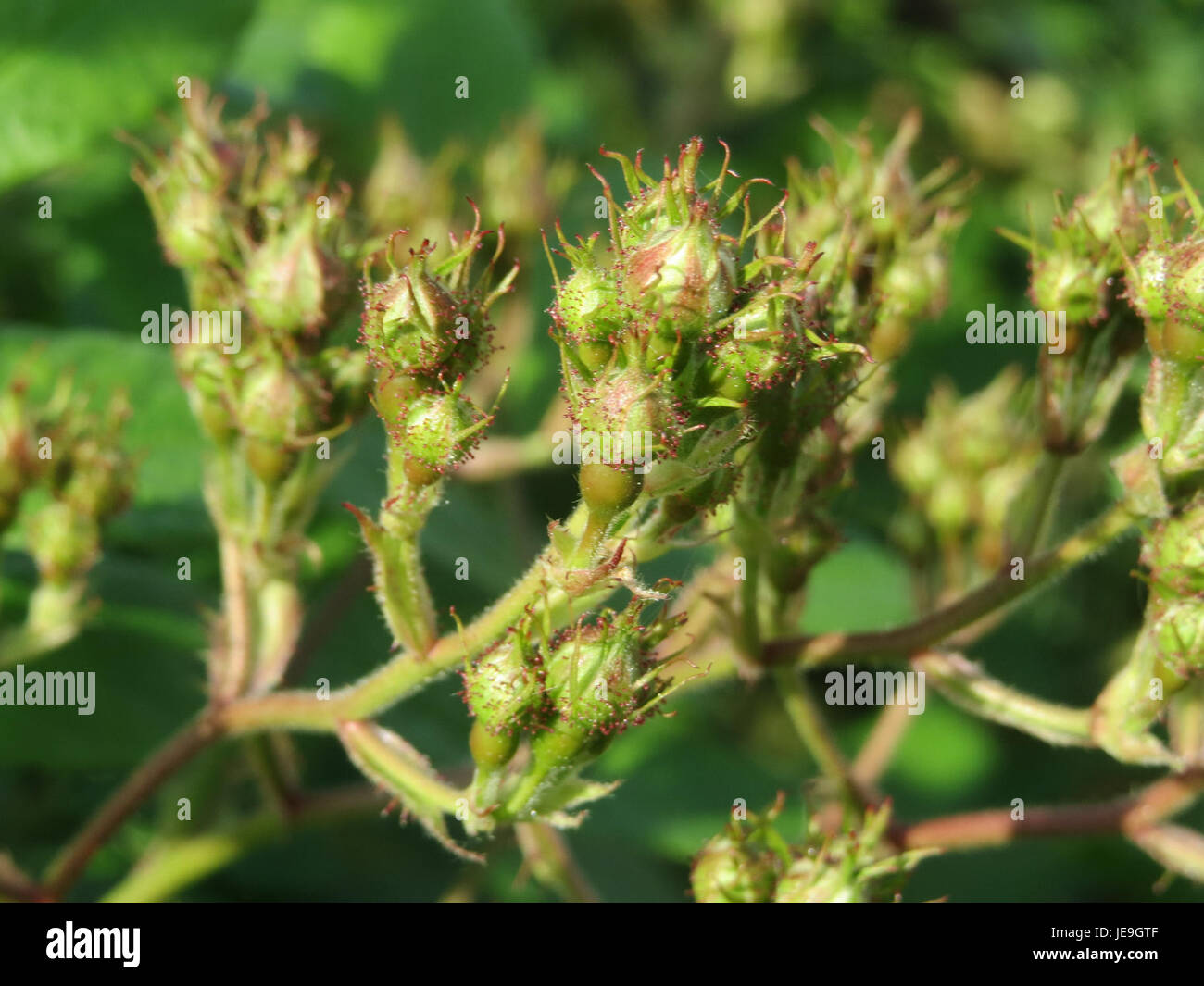 Rosa multiflora, a species of rose native to East Asia, depicted in ...