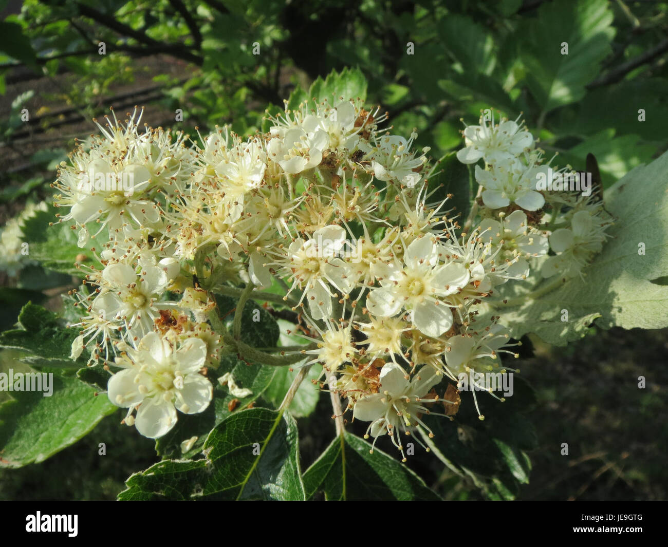 A species of deciduous tree in the rose family hi-res stock photography ...