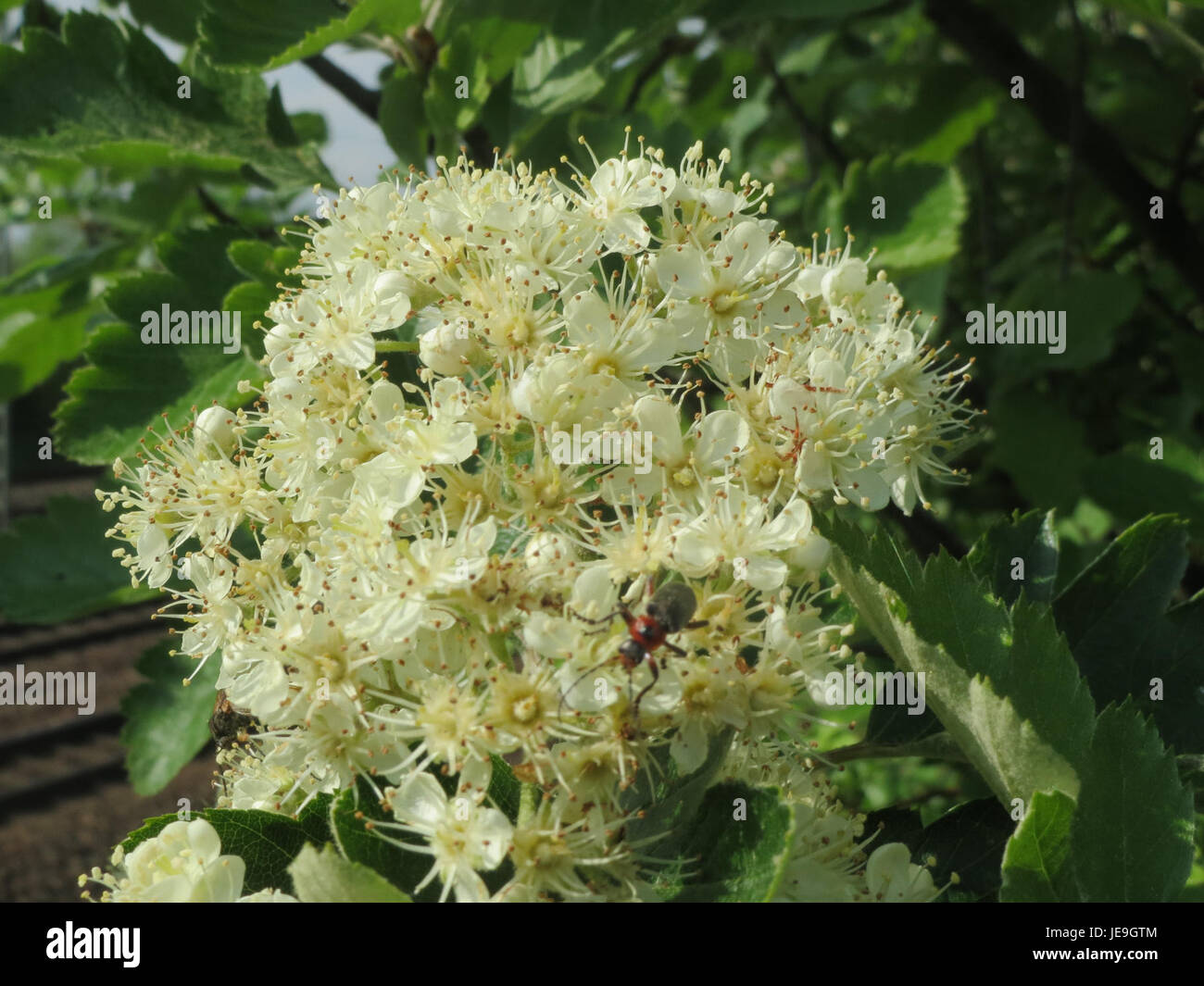 Sorbus intermedia, or Swedish Whitebeam, is a deciduous tree known for ...