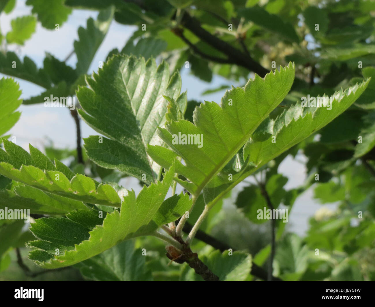 Sorbus intermedia, commonly known as the Swedish Rowan, is a tree ...