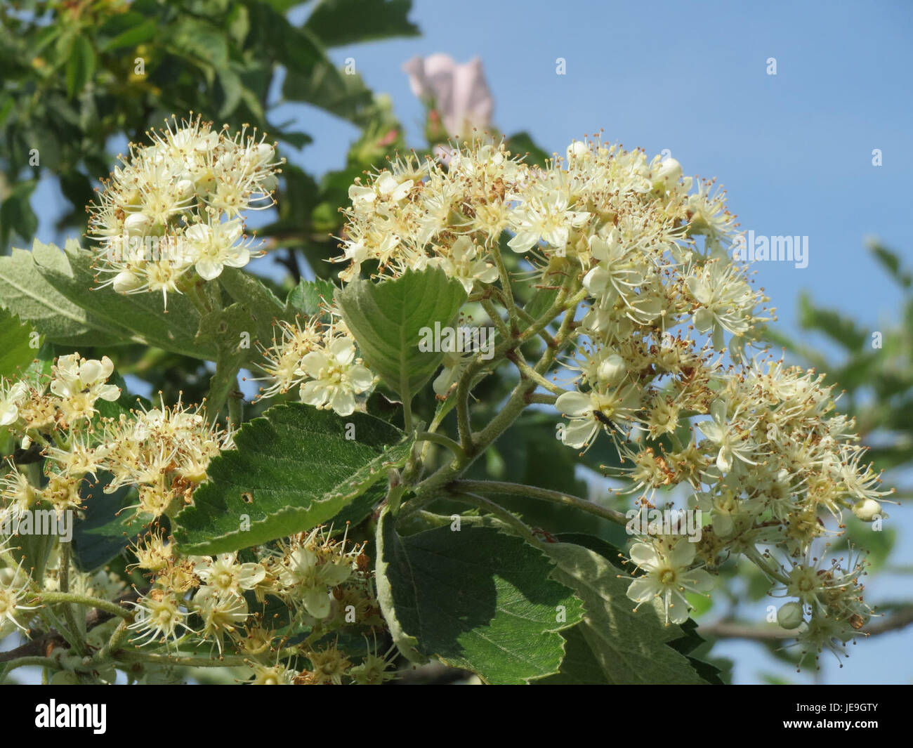 Photograph of Sorbus intermedia, also known as the Swedish mountain ash ...