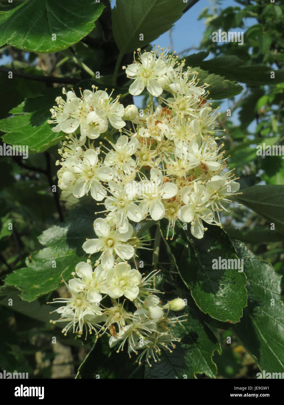 Sorbus intermedia, also known as the Swedish whitebeam, is a species of tree native to Europe ...