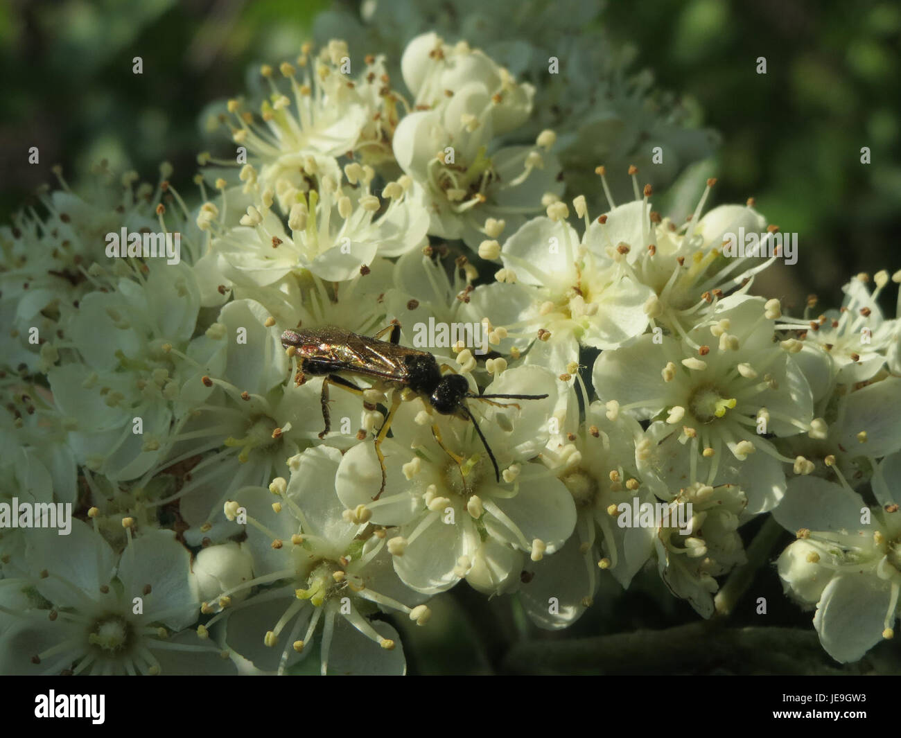 The image depicts Sorbus intermedia, commonly known as the Swedish ...